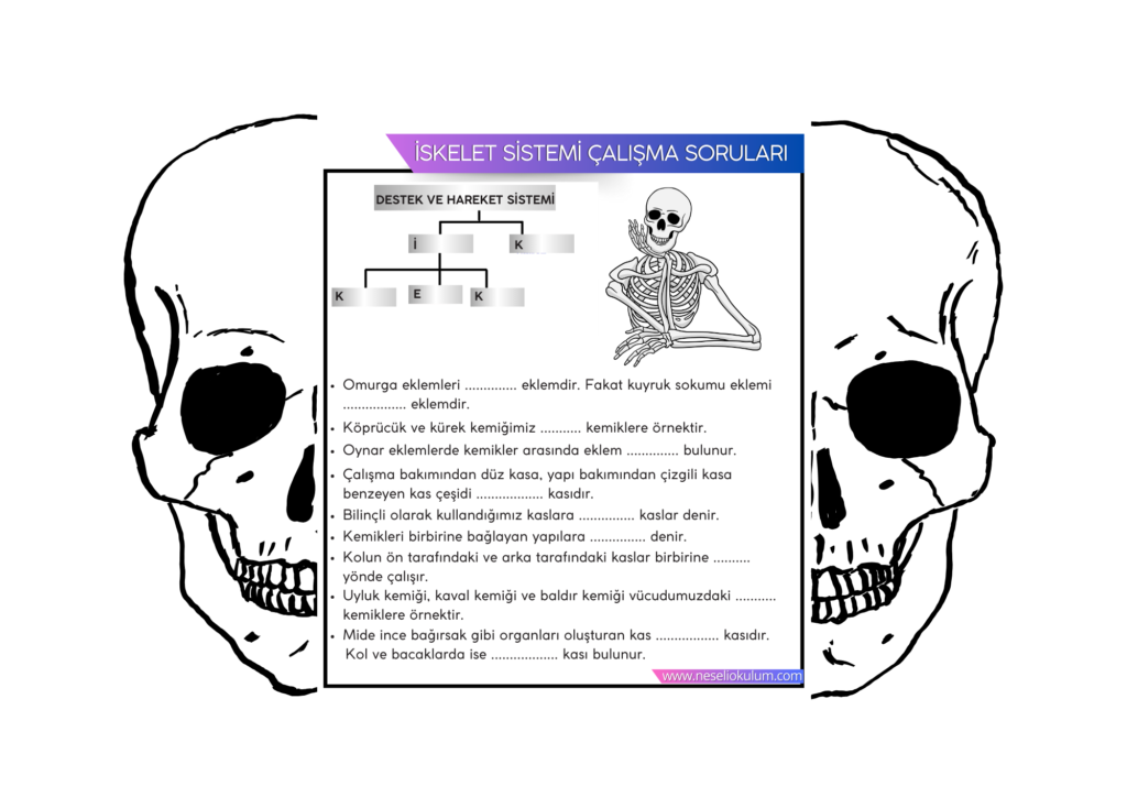 İskelet Sistemi İnteraktif Materyal 6.Sınıf Fen Bilimleri